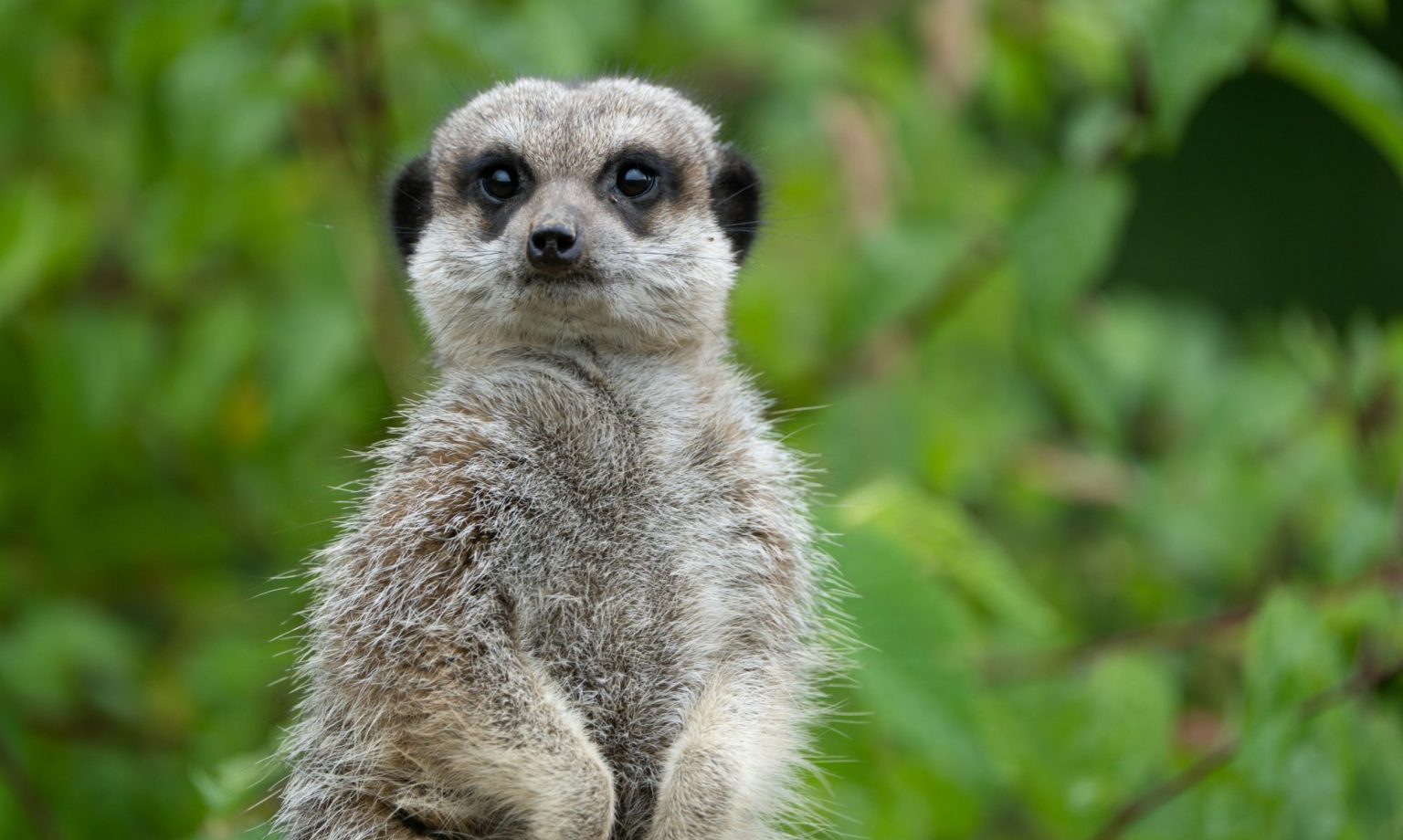 Over Ons - Stichting Animalia