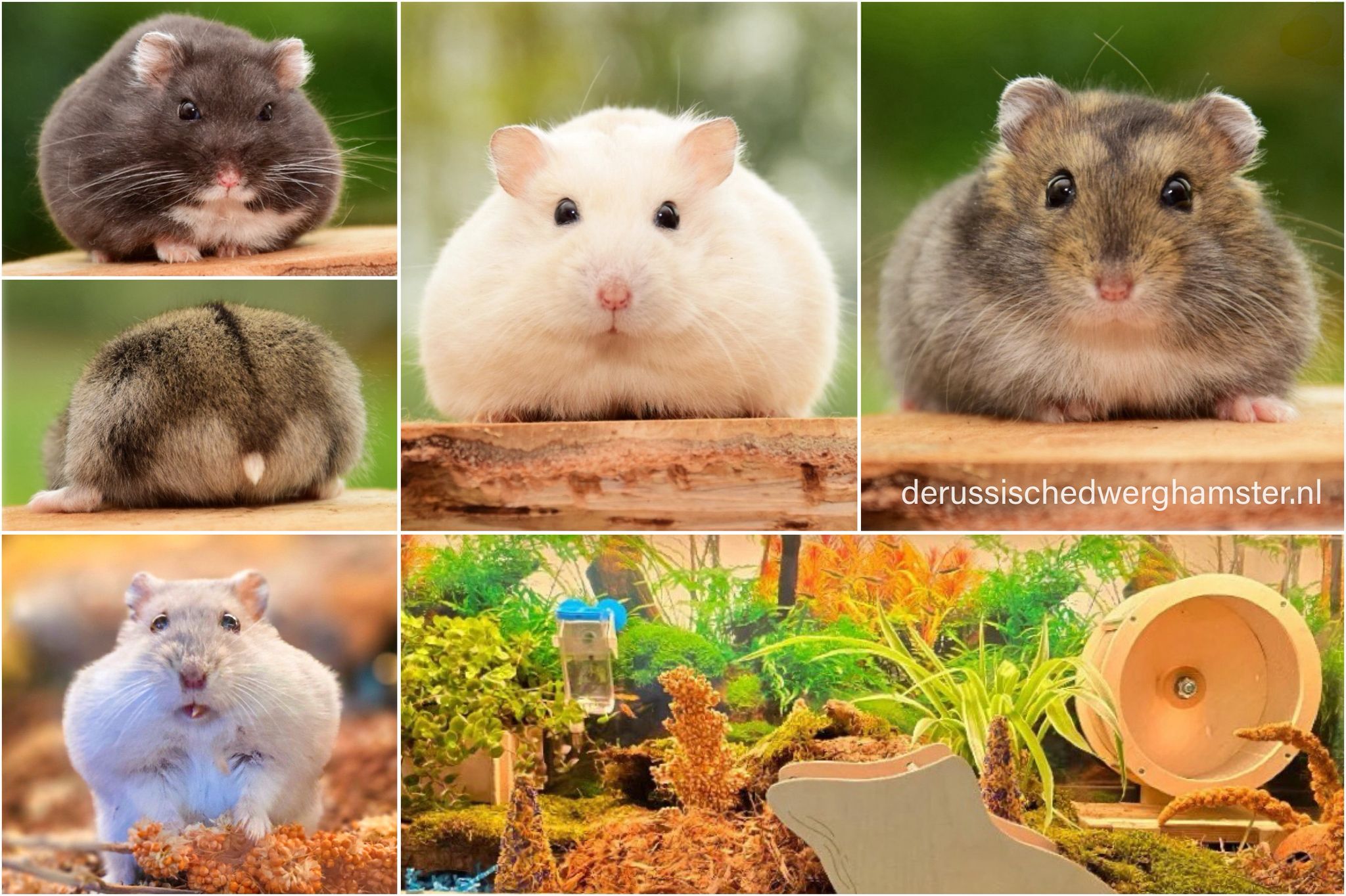 Interview: De Russische Dwerghamster- Stichting Animalia